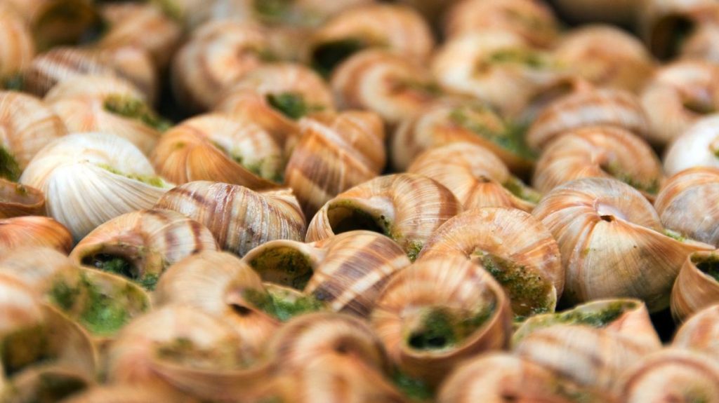 History of Snails – Caesar's Snails